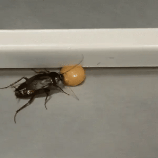 Roach Blaster Gel Bait